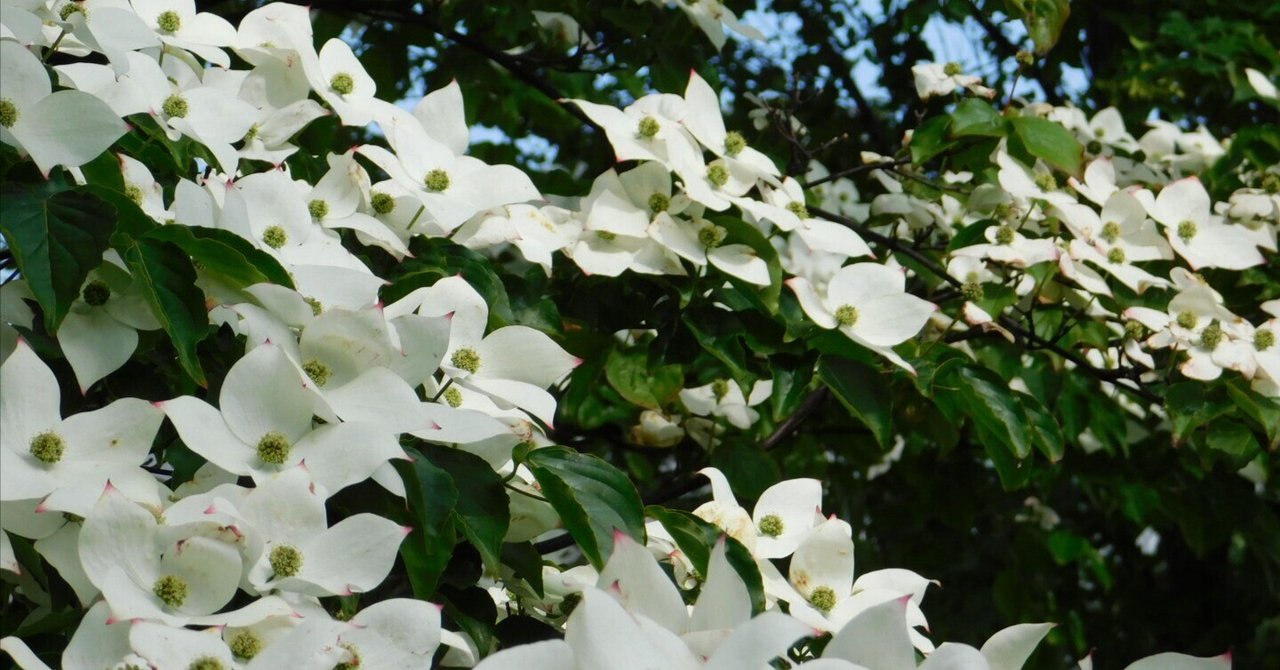 くだらないこと！｜Itsuki_Gabriel_Og｜note