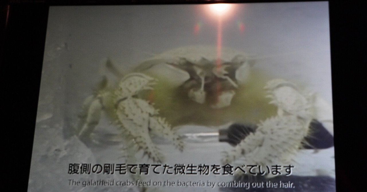 腹側の剛毛で育てた微生物を食べるカニ｜chino｜note