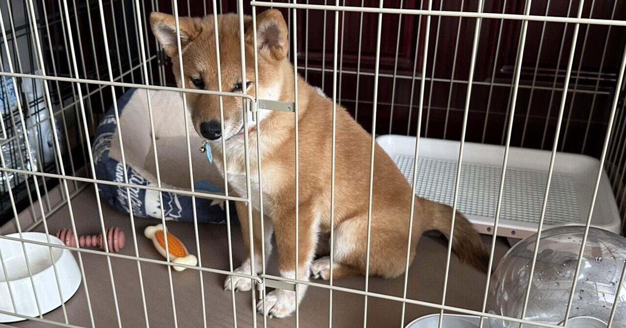 こなつチャンネル(20) ちょーだい！｜NicePapa 平野 尚志｜note