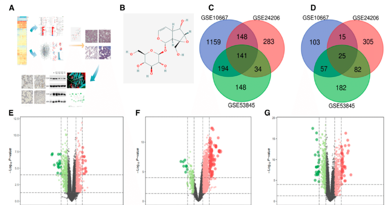 書記が論文読むだけ#1098-Catalpol Protects Against Pulmonary Fibrosis Through Inhibiting TGF-β1/Smad3 and ...