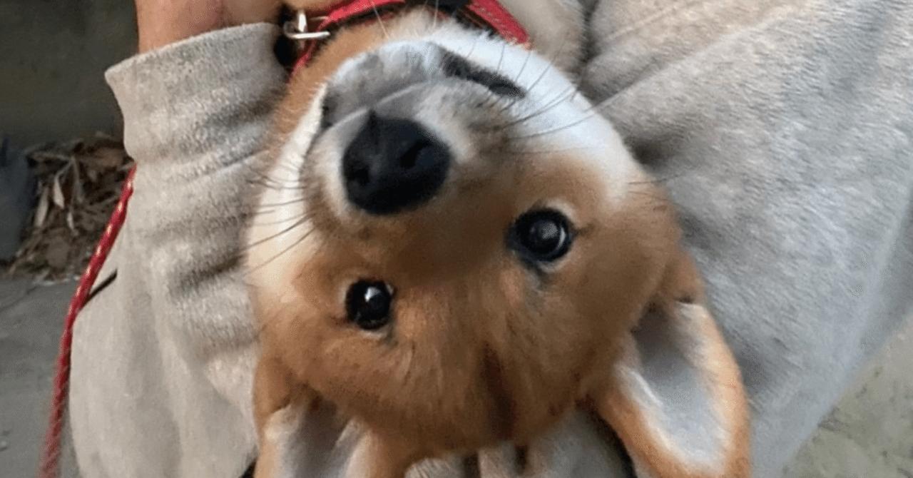 こなつチャンネル(19) いぬバウアー｜NicePapa 平野 尚志