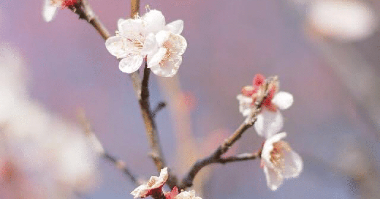 新曲 「永遠（とわ）の春」 by IsAO｜IsAO ｜note