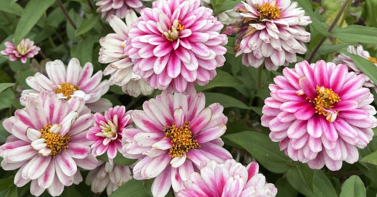 頭がお花畑｜koh