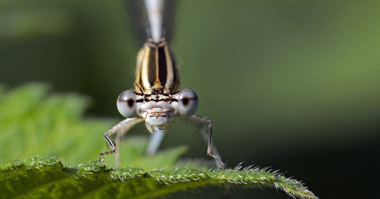 複眼の思考｜Jun Sasai （笹井淳）｜note
