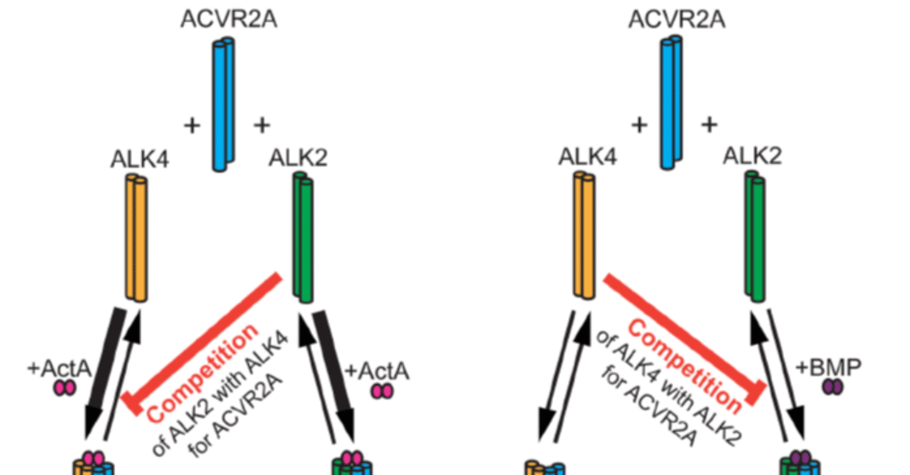 書記が論文読むだけ#1104-Competition between type I activin and BMP receptors for binding to ACVR2A ...