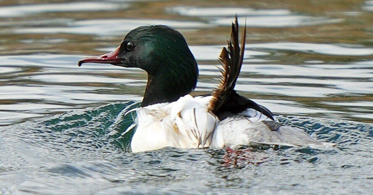 【野鳥】1月29日探鳥｜Chacoder