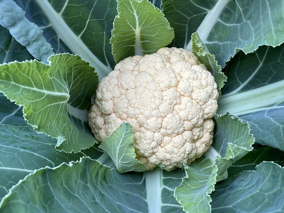 2023/1/29 浜北区で見つけたもの #花野菜の花 #カリフラワー #きゃべつ｜NicePapa 平野 尚志