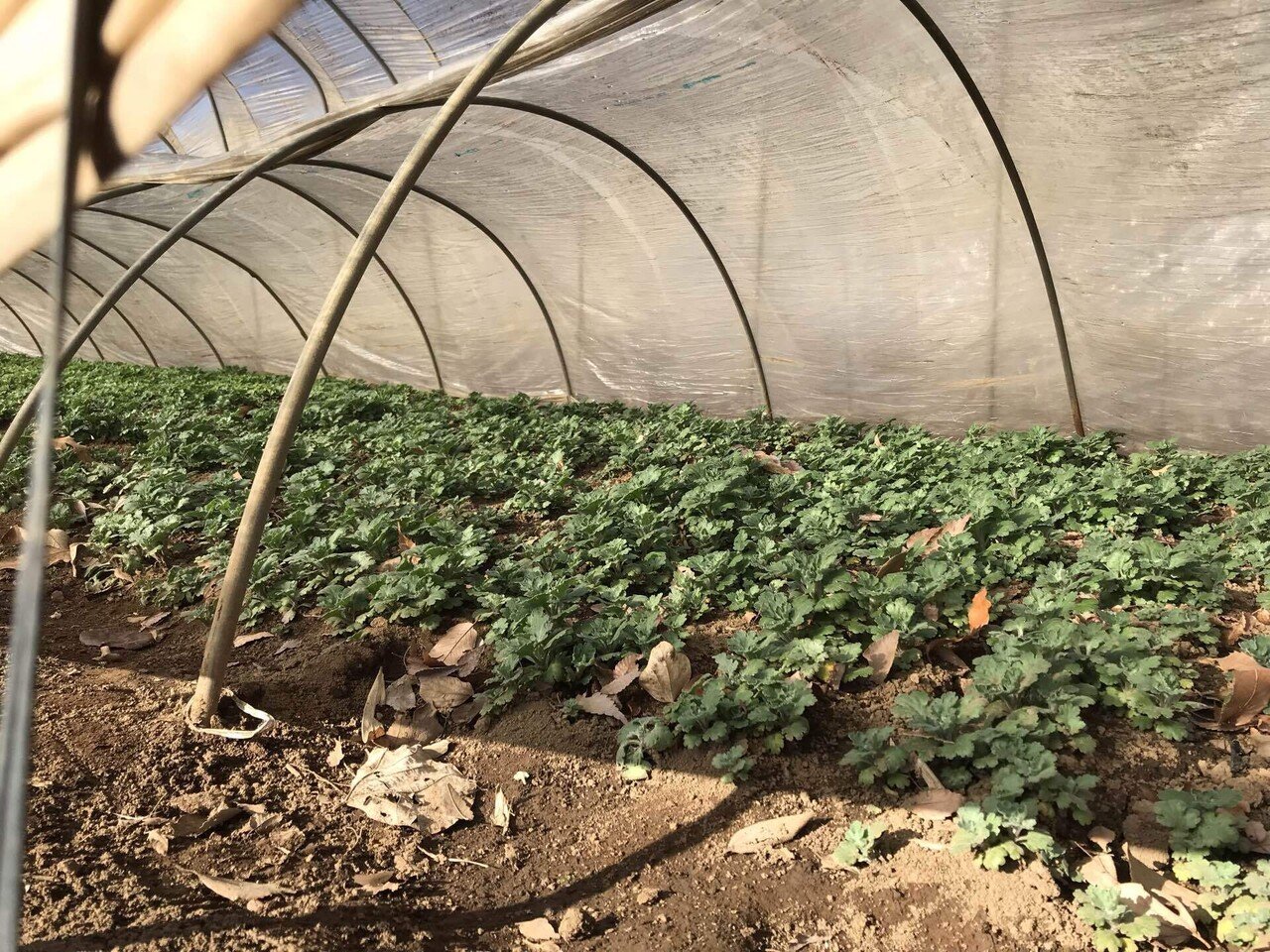 kazuya.yoshida｜note