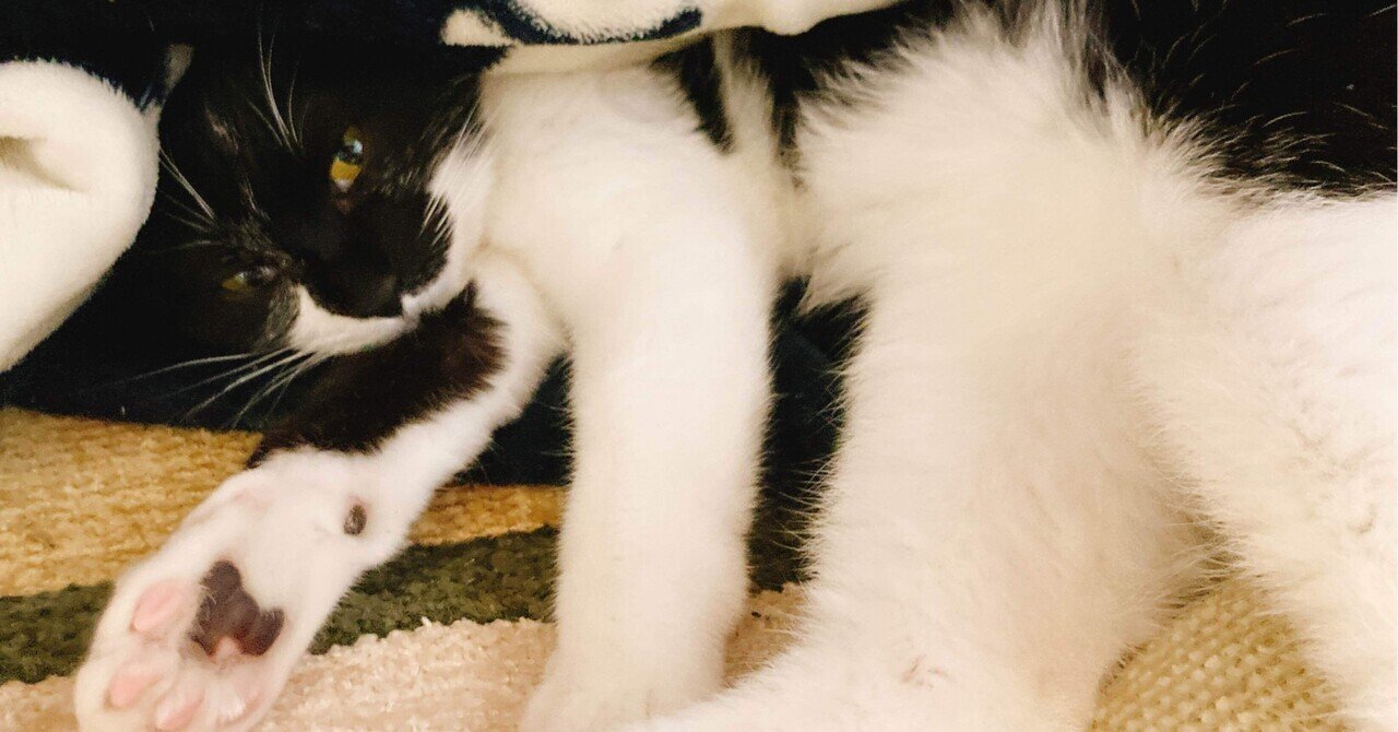 20230129 発情期終わったぽい｜カネト愛