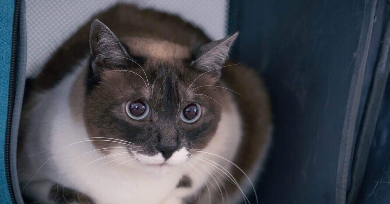 ECメモ 001 出店前の準備前編｜JB｜note