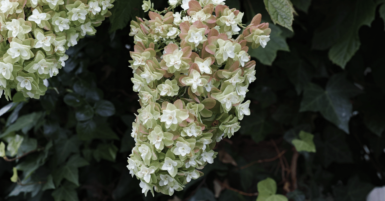 『自分にやさしくなれる・セルフケア法 ②』～失敗は成功のタネ～｜とぎひろこ｜カウンセラー