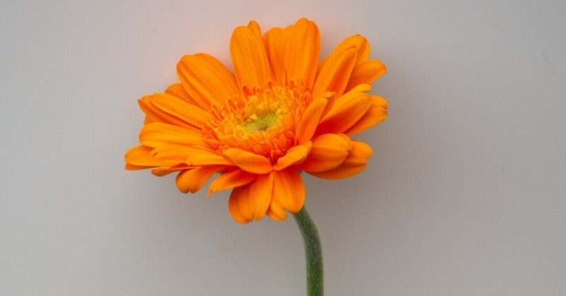 fl-ayaka(flayaka)@ライター｜note