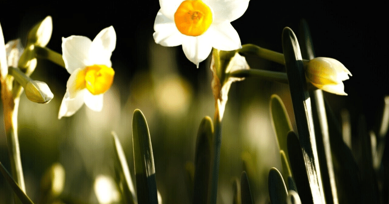 北村有 Kitamura_yu｜note