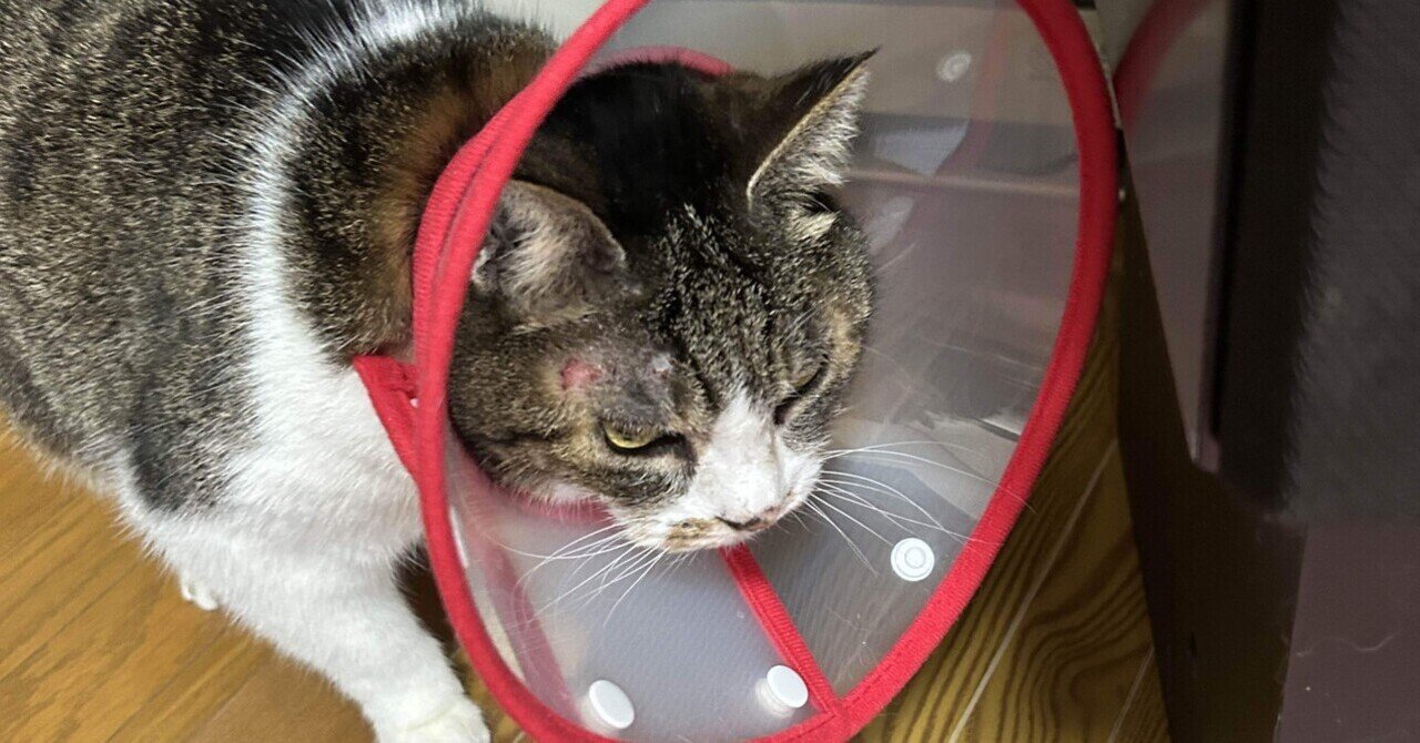 帰ってきて ️｜pyewackett