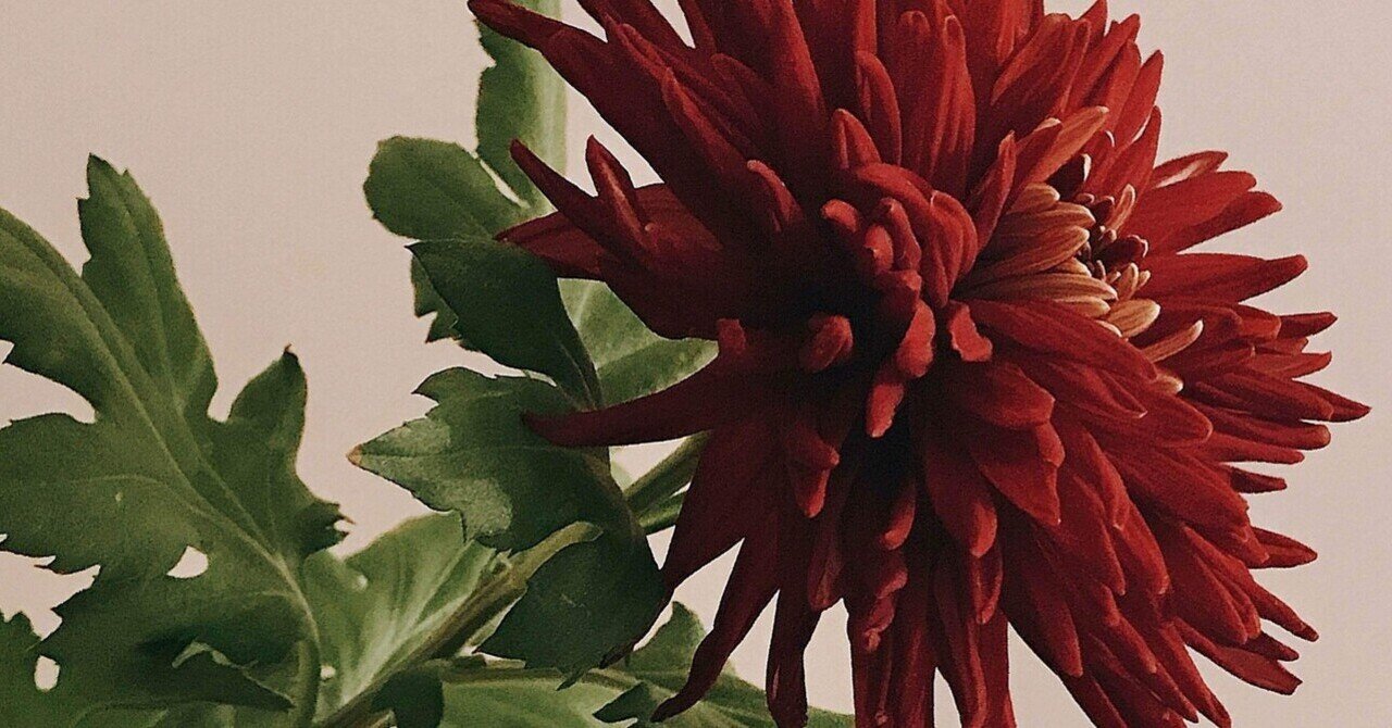 私の好きな子たち｜𝑚𝑖𝑢｜note