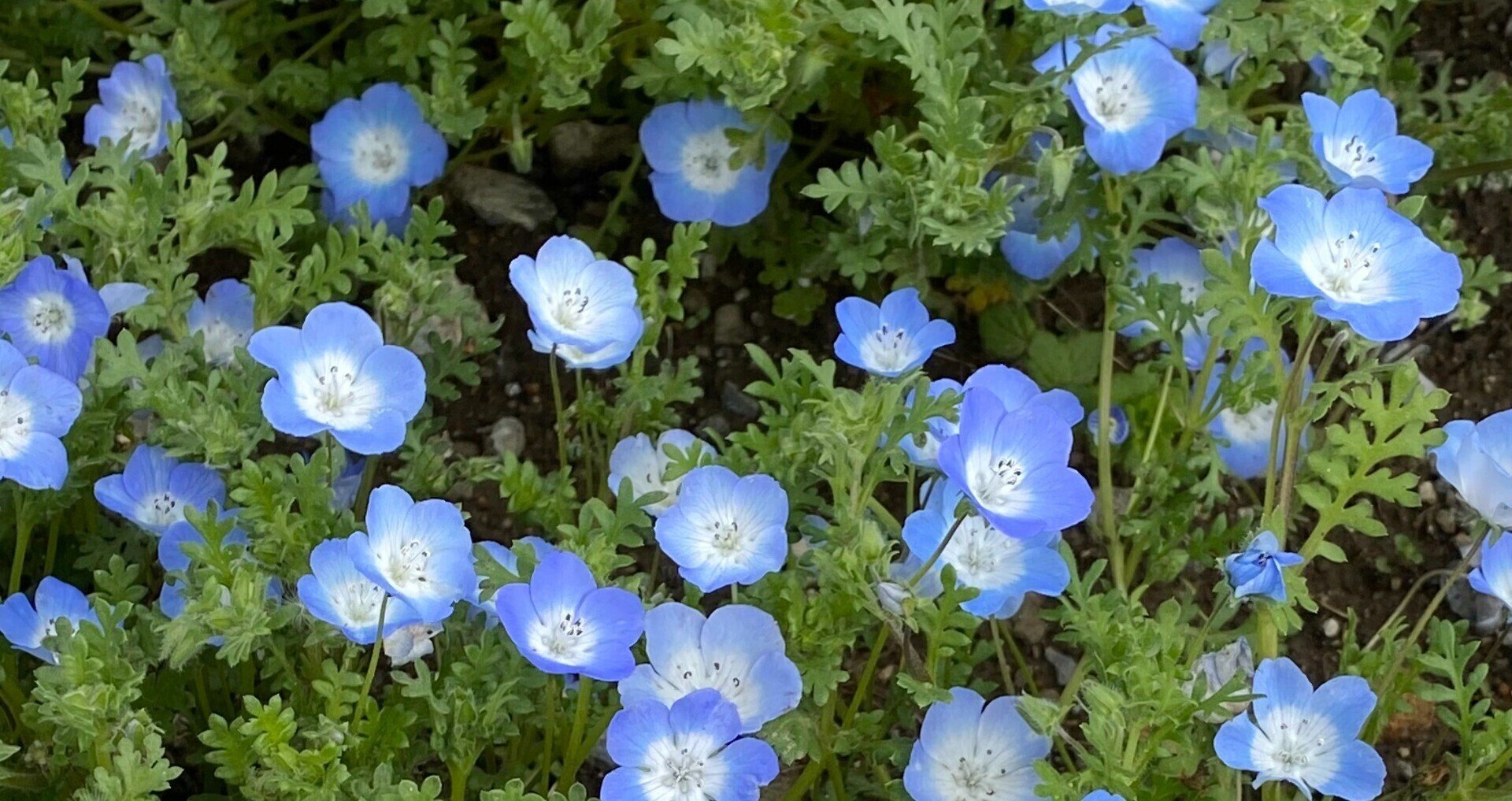 ぼん ＠HSS型HSP｜note