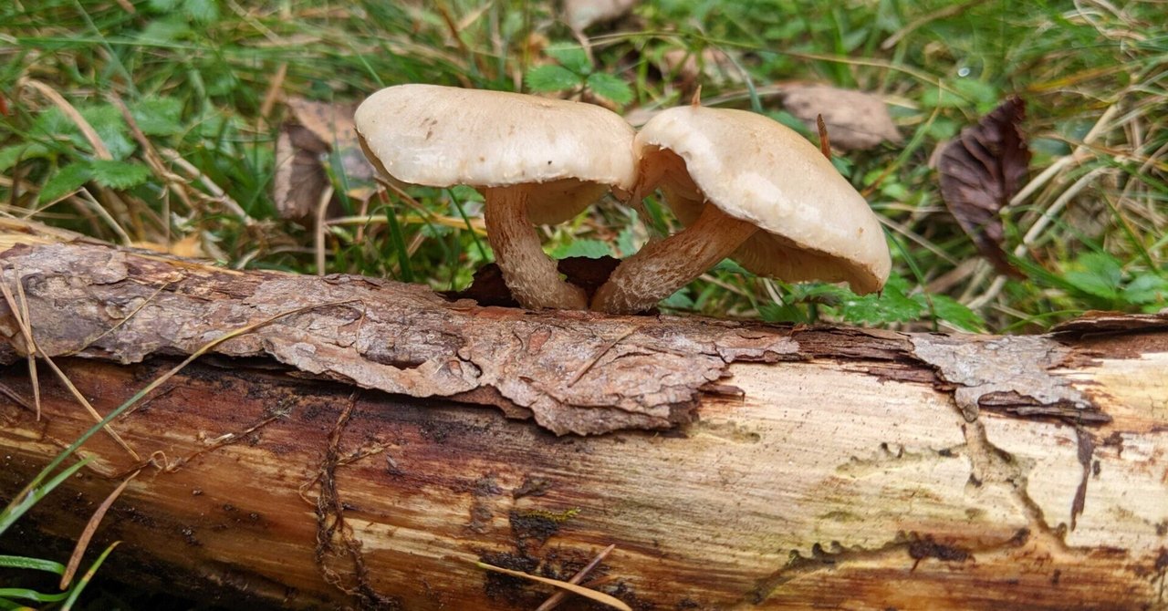 新規事業好きについて考えてみた｜Kentaro Goto｜note