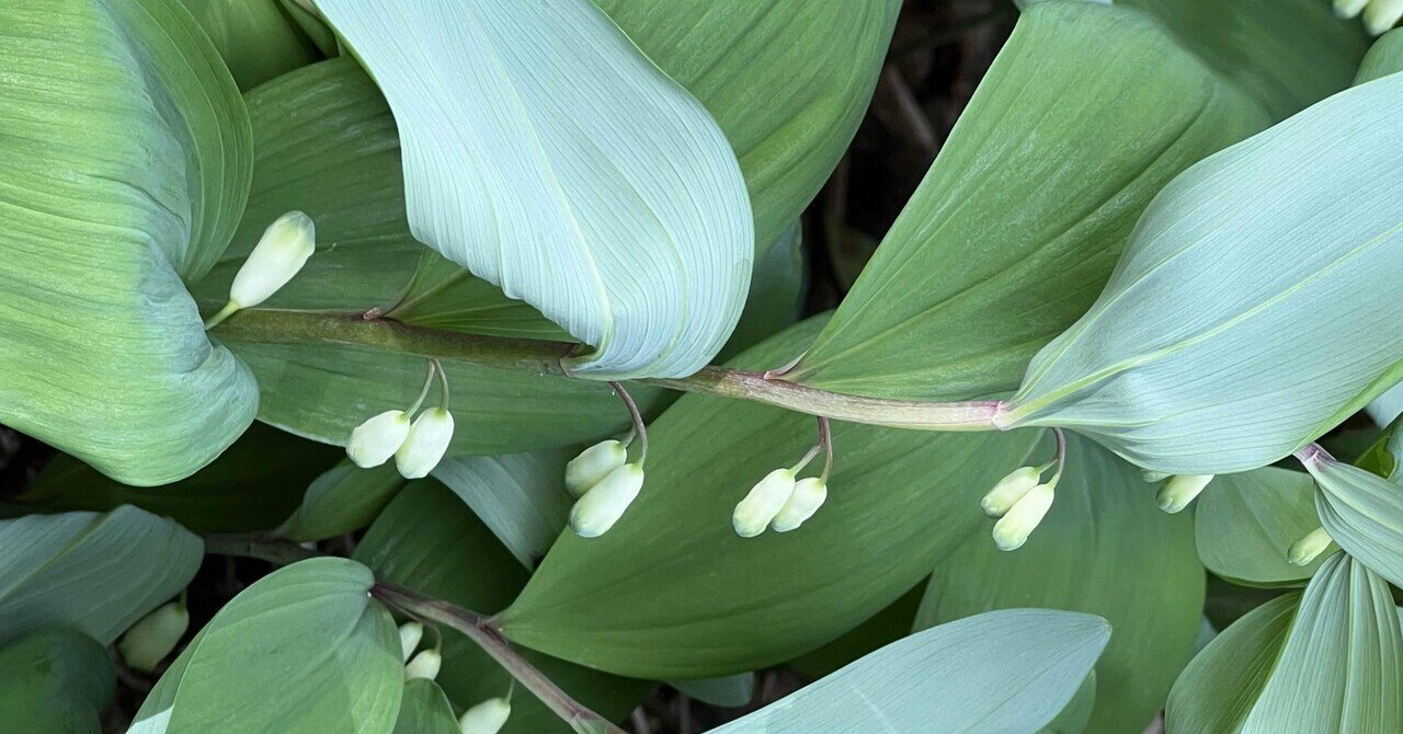 田舎暮らしの仕事創り1・自然観光ガイドをはじめたキッカケ話｜Kyoko.O