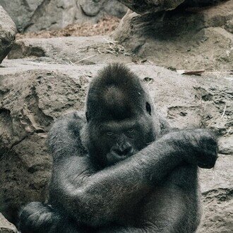 【父親×AI】子どもへの声かけをchatGPTと壁打ち改善してみる｜ベースゴリラ @2児の父親フリーランス