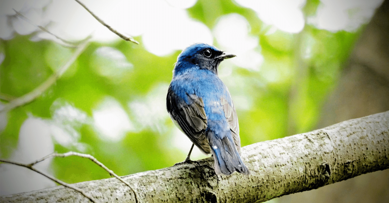 Tweetdeckをベータ画面に変更｜MITSUDA Tetsuo