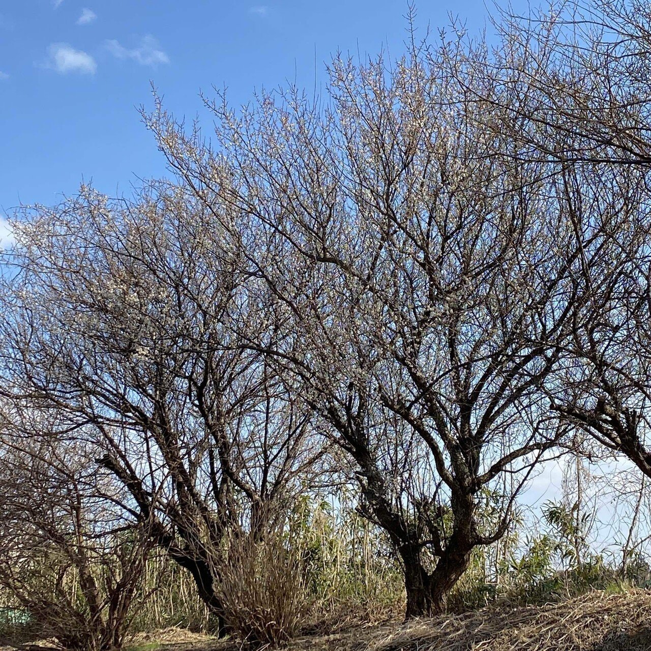 白梅綻ぶ｜kenji_comp