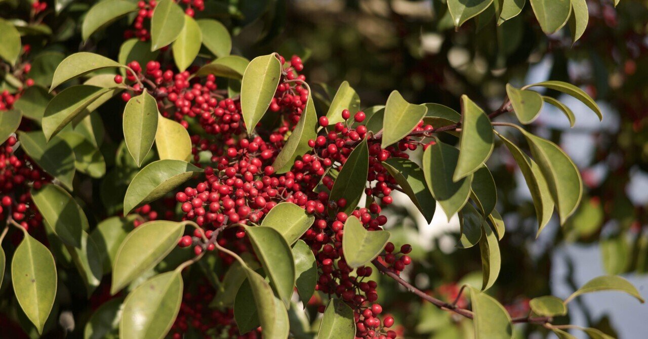 赤と緑｜kuno_yasuhiro