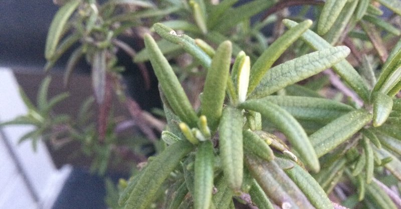 ローズマリー｜Chappy｜note