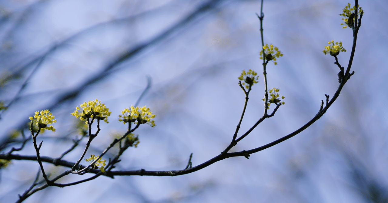 満月の12星座星よみ 2023/2/6-2/19｜note.kaori｜note