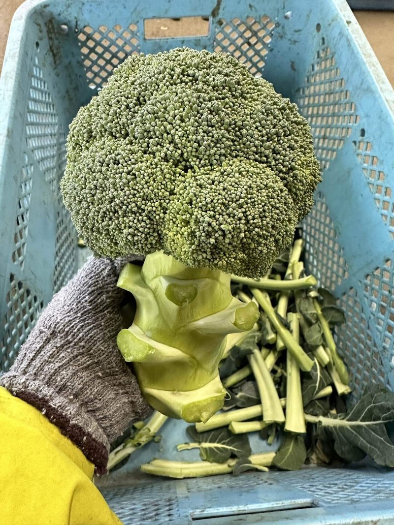 ブロッコリー🥦の枝を切り揃える！｜NicePapa 平野 尚志