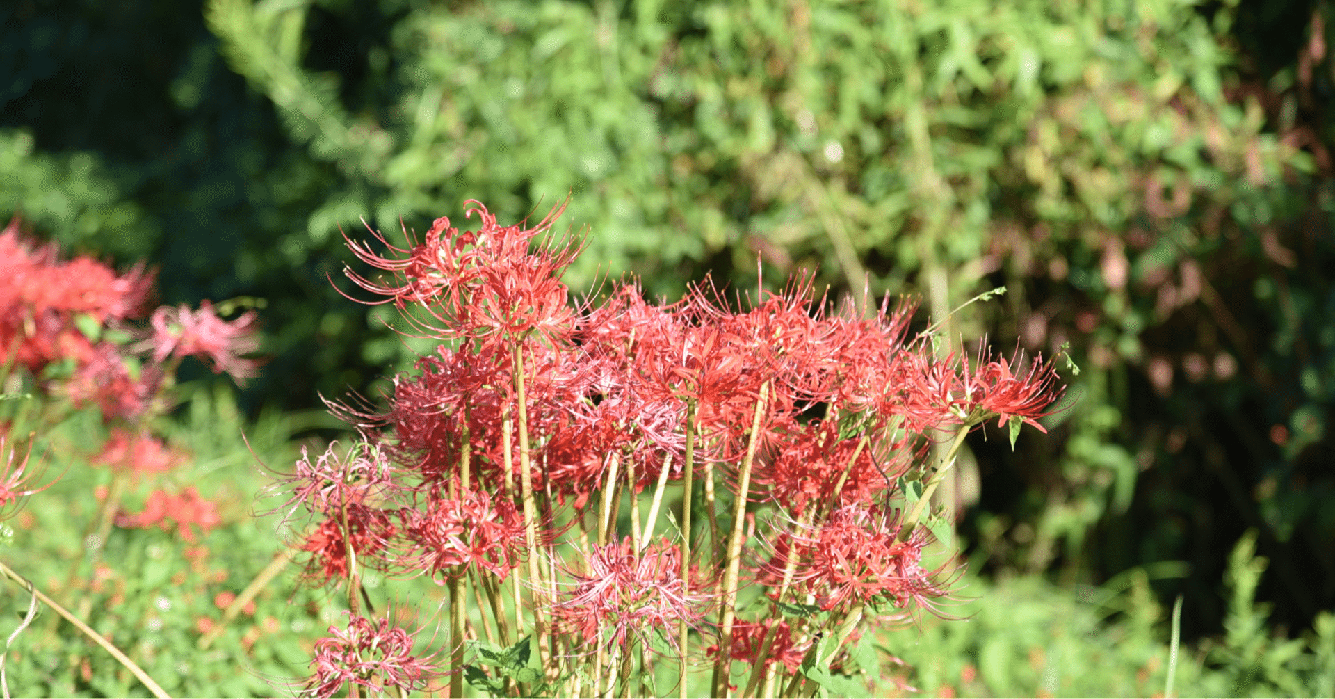 Yoshio Takeuchi｜note