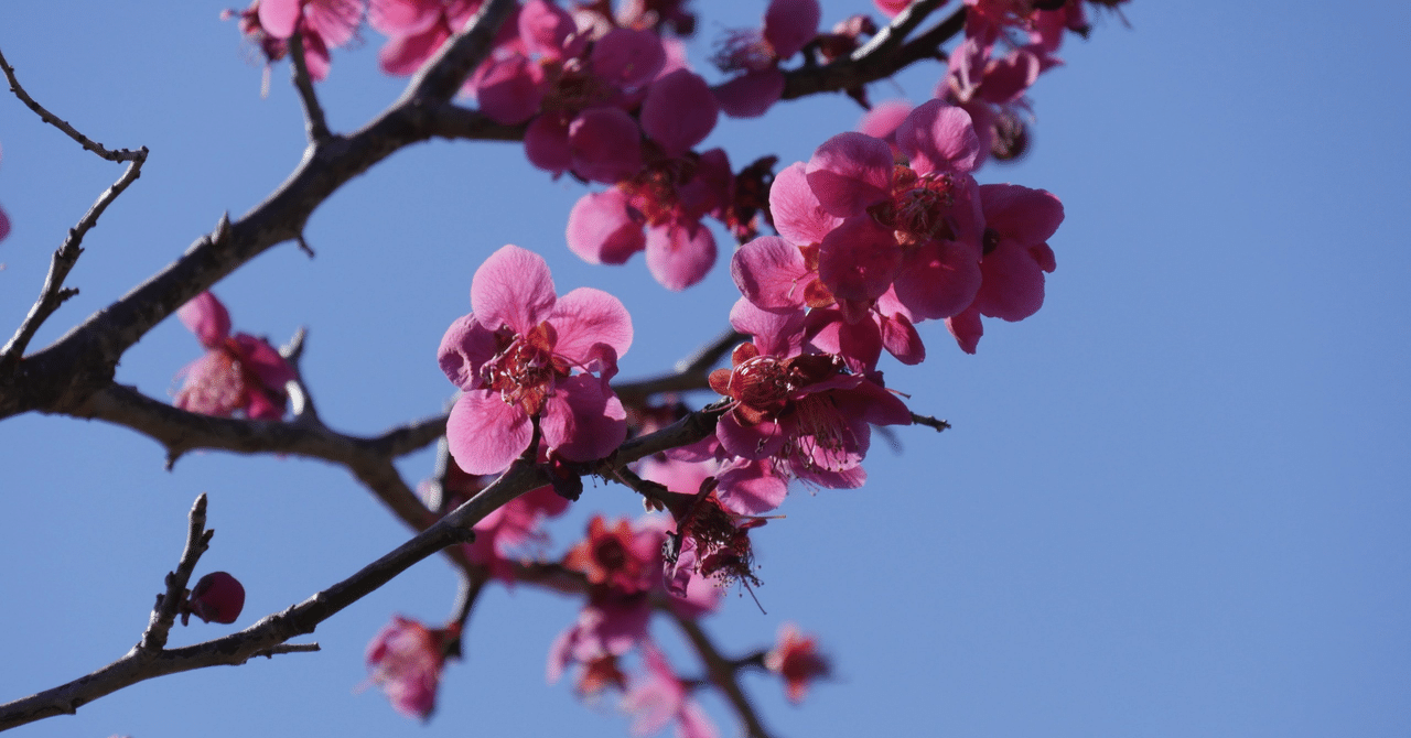 形態素解析ツールMecabをNode + Typescriptで実装してみた{ubuntu追試｝｜blue06_2022