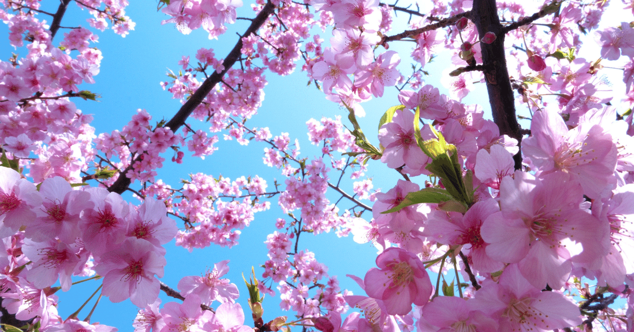 散歩・甘酒・猫・ハプニングでうれしいお知らせ0206 ～ありがとうございます！｜真帆 沁＊MAHO Shin＊文筆家｜note