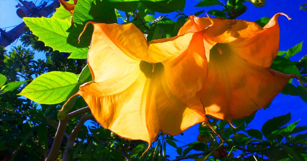 nakamura daisuke｜note