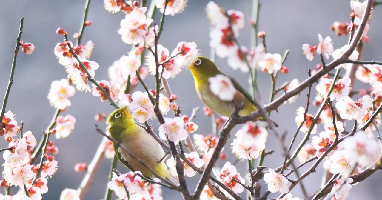 ｢試合に出してもらえないから辞めさせる｣親の発言に少年野球チームを束ねる"82歳おばちゃん"が激怒した訳｜plentyofquality｜note