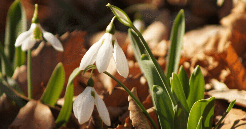 michiko masaki｜note