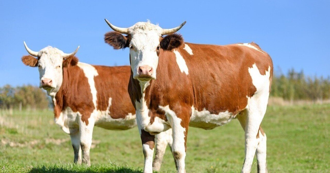 日本の酪農家が苦境に陥っている｜soyane