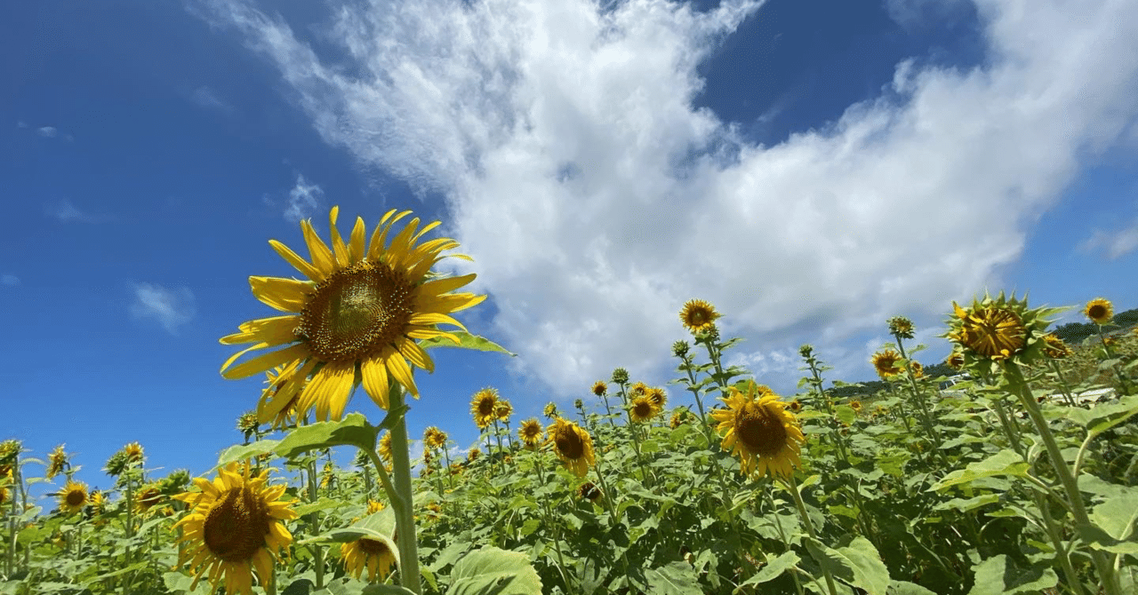 自己紹介｜yk ｜note