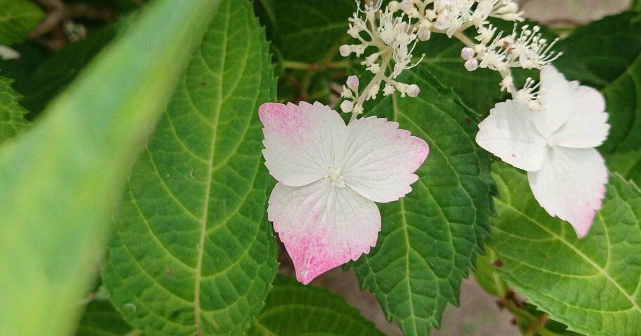 奇跡講座WB実践220 復習200｜(Linp&Ruru)本当の自分を知り、本当の自分として生きる