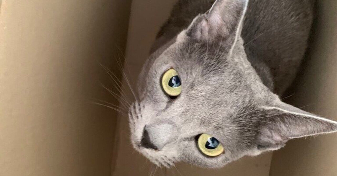 アニマルセラピーの有効性をASDの兄で実感した話｜misawa｜note