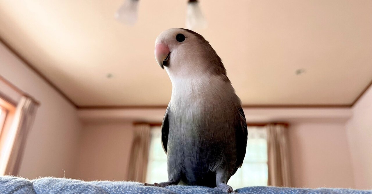 今日の1枚（2023/2/8）｜Chikako｜note