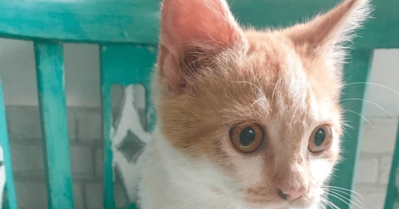 ライブ配信との出会い ｜やわな仔hitsuji｜note