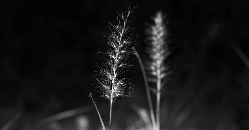 咳をしても一人。ビスケットは二つ。/210日目｜baka_yuki｜note