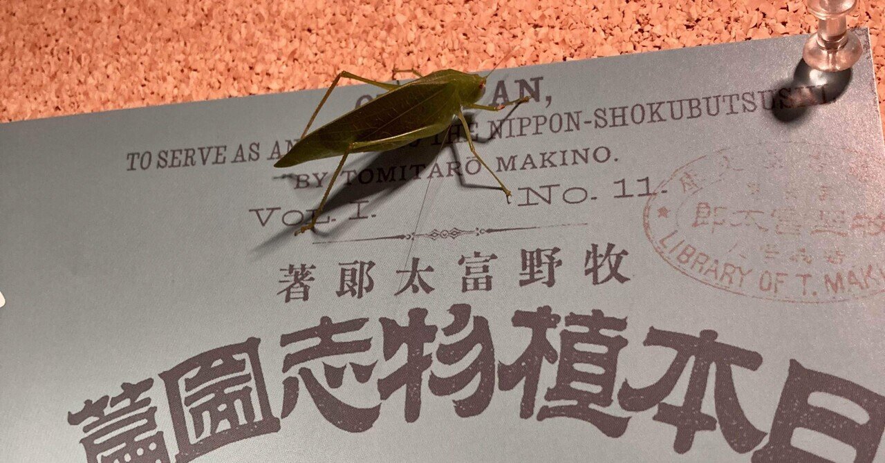 20230210・今日の高知｜猫足三粒@高知🎈