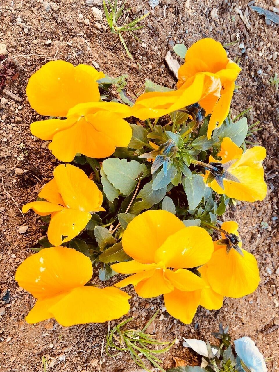 春は確実に近づいています。 ポール・ヴェルレーヌの詩を思い出します。 上田敏の「海潮音」の名訳。 時は春、 日は朝（あした）、 朝（あした）は ...