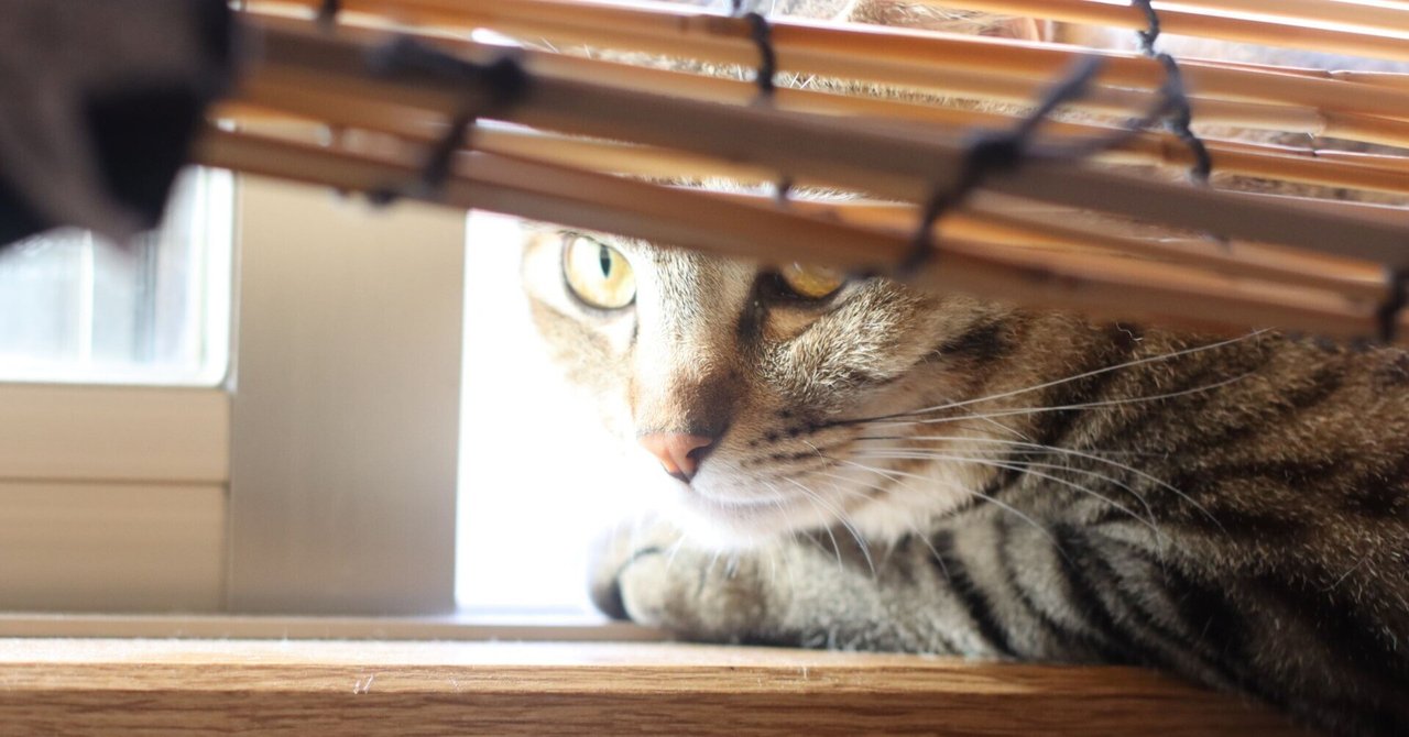 整腸の効果｜紅＝猫の瞳に恋する執事 Ti amo♡ ＃キジトラ ＃note ＃小説 ＃エッセイ ＃猫がいる幸せ