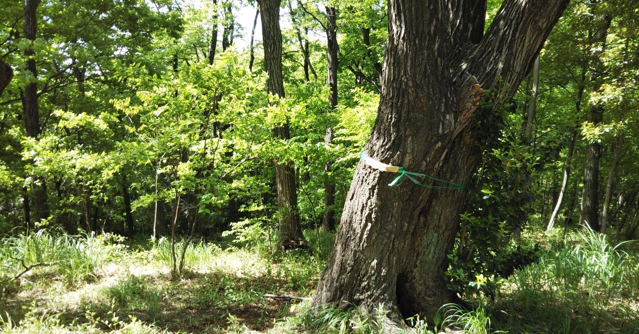 【小説】輪郭｜湊谷翔-Minatoya Kakeru-｜note