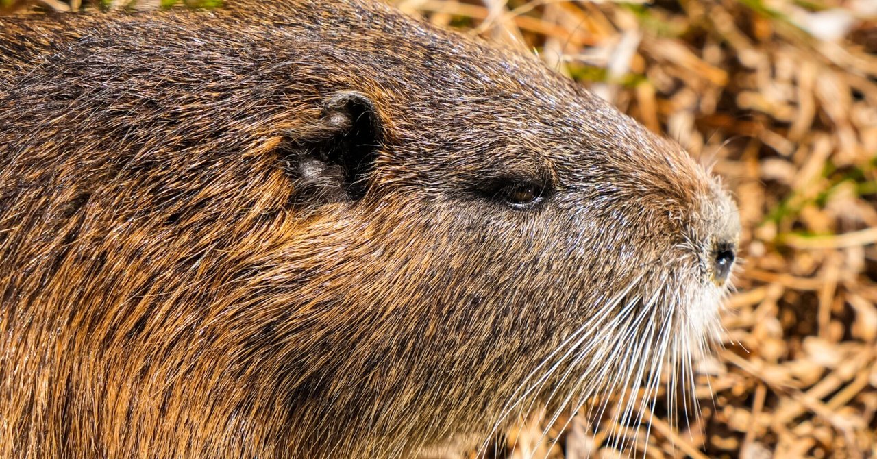 ヌートリア｜Chacoder｜note