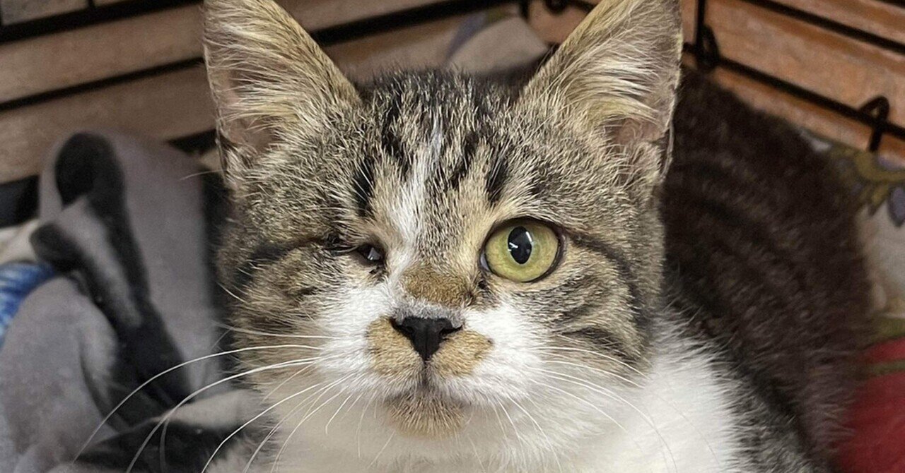 NPO法人アニマルホームOhana｜note