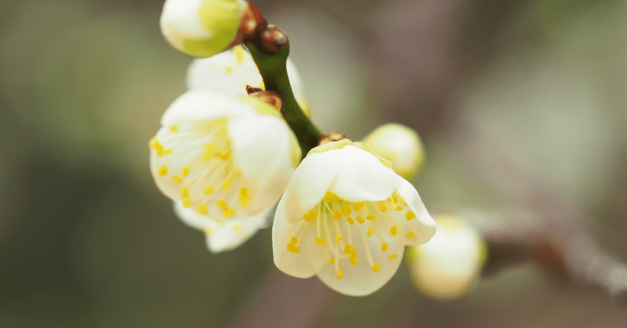 20230212「白梅の頃」｜snufkinsmile｜note