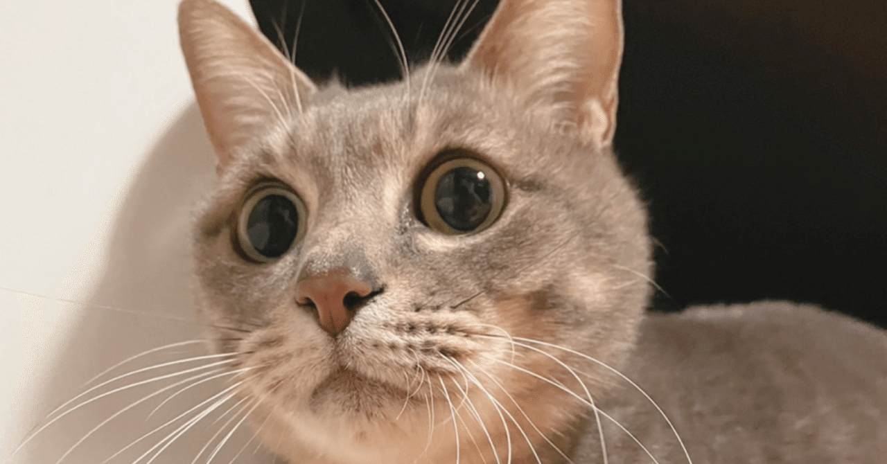 NPO法人アニマルホームOhana｜note